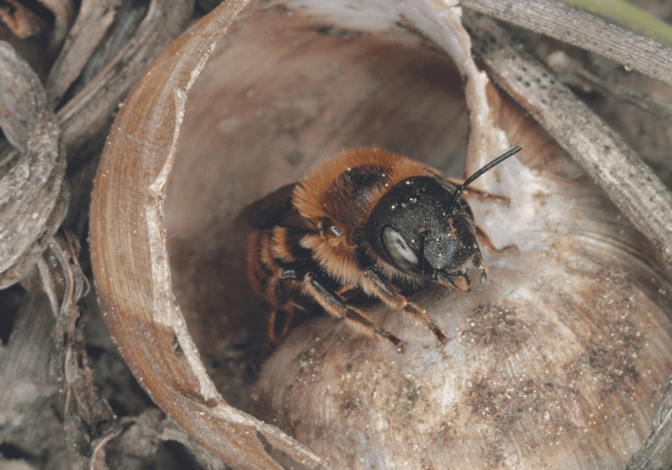 Wildbiene: Zweifarbige Schneckenhausmauerbiene – Wildbiene + Partner AG